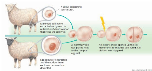 Biologi Be Excellent: Transfer Inti Sel Reproduktif kloning Dalam ...